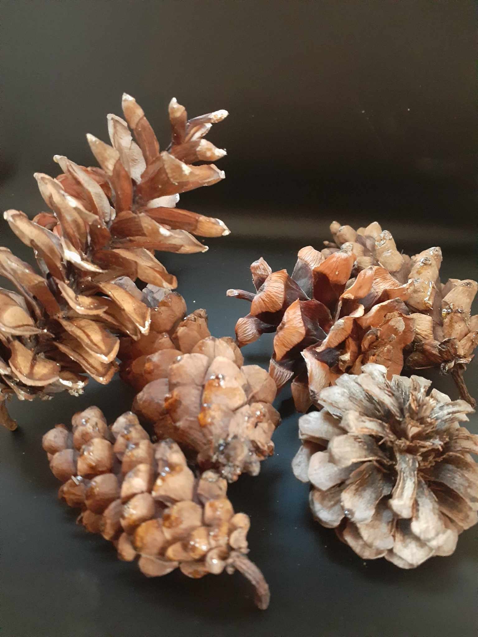 Pinecones for Crafts and Decorations - Etsy