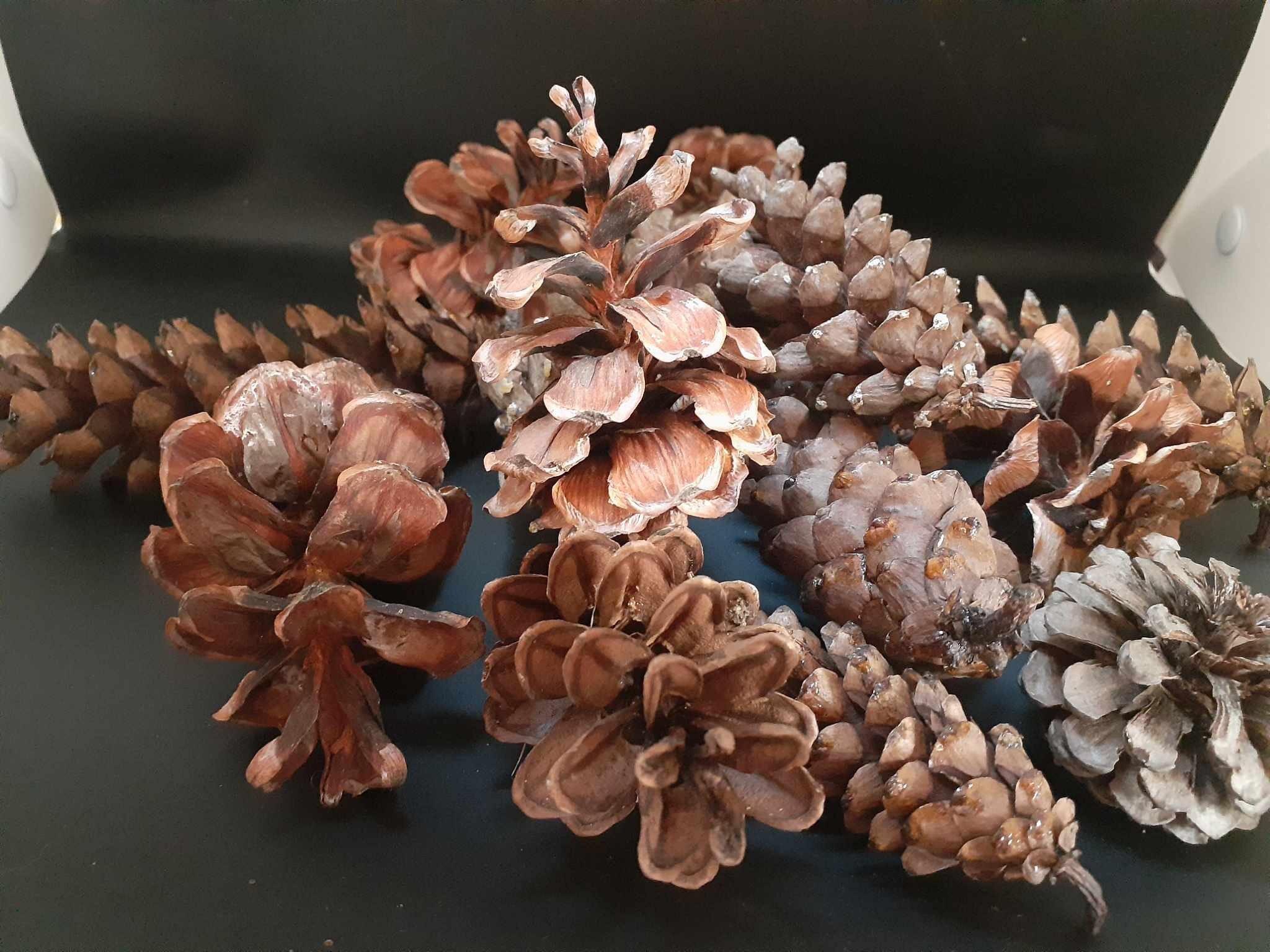 Pinecones for Crafts and Decorations - Etsy