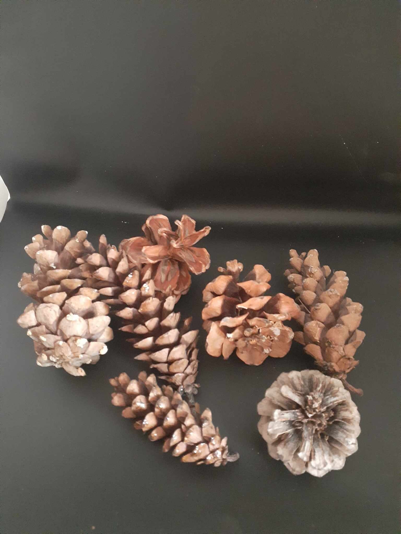Pinecones for Crafts and Decorations - Etsy