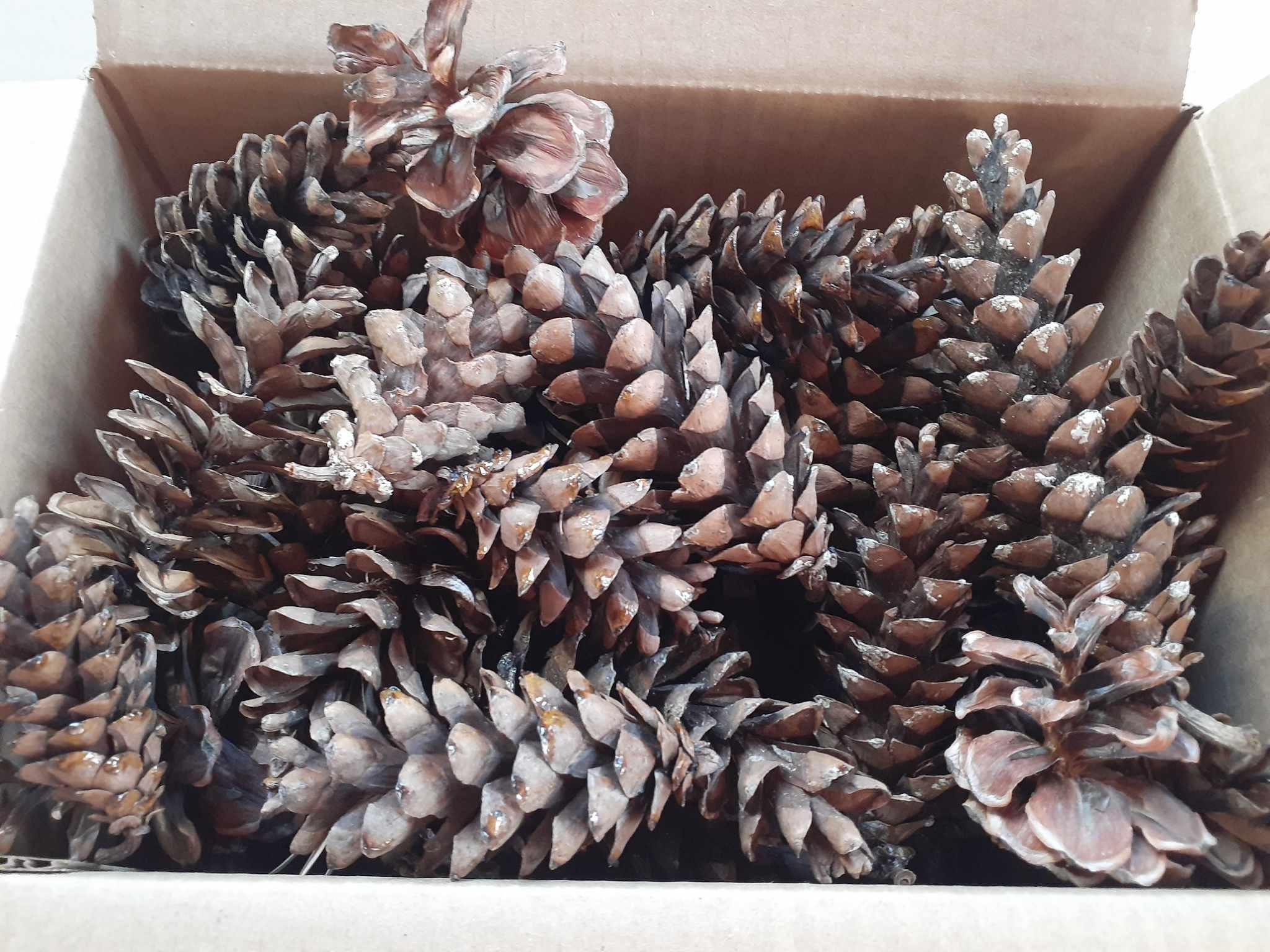 Pinecones for Crafts and Decorations - Etsy