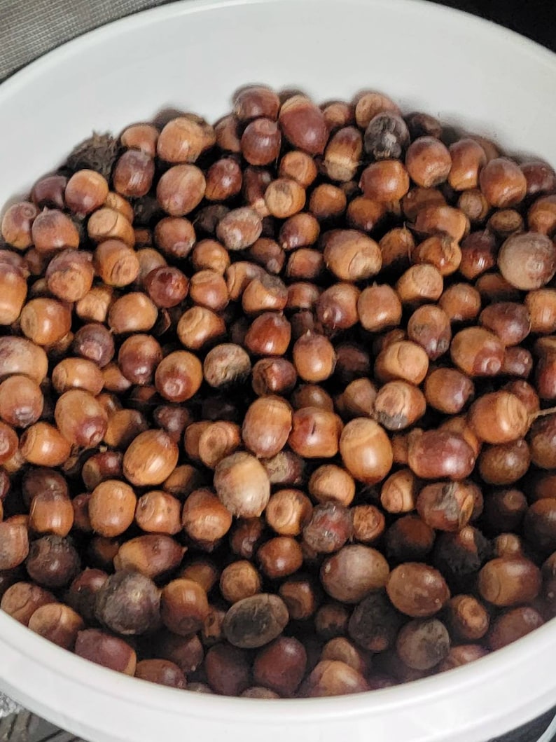 One Half or One Pound of Natural Acorns - Etsy