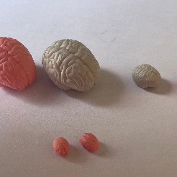 Brain Sculpture - Etsy