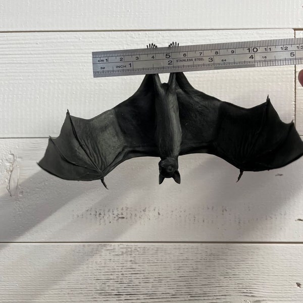Taxidermy Bat - Etsy