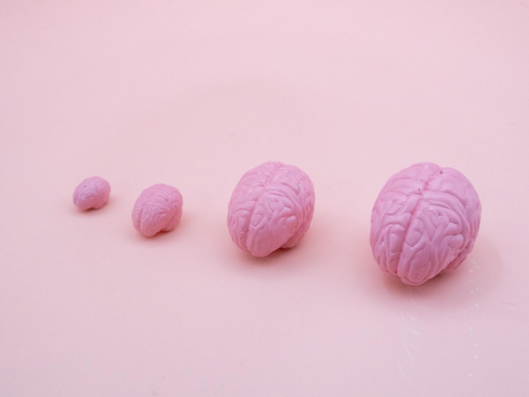 Miniature Resin Brain: Tiny Anatomy Figurine, Dollhouse Halloween Decor ...
