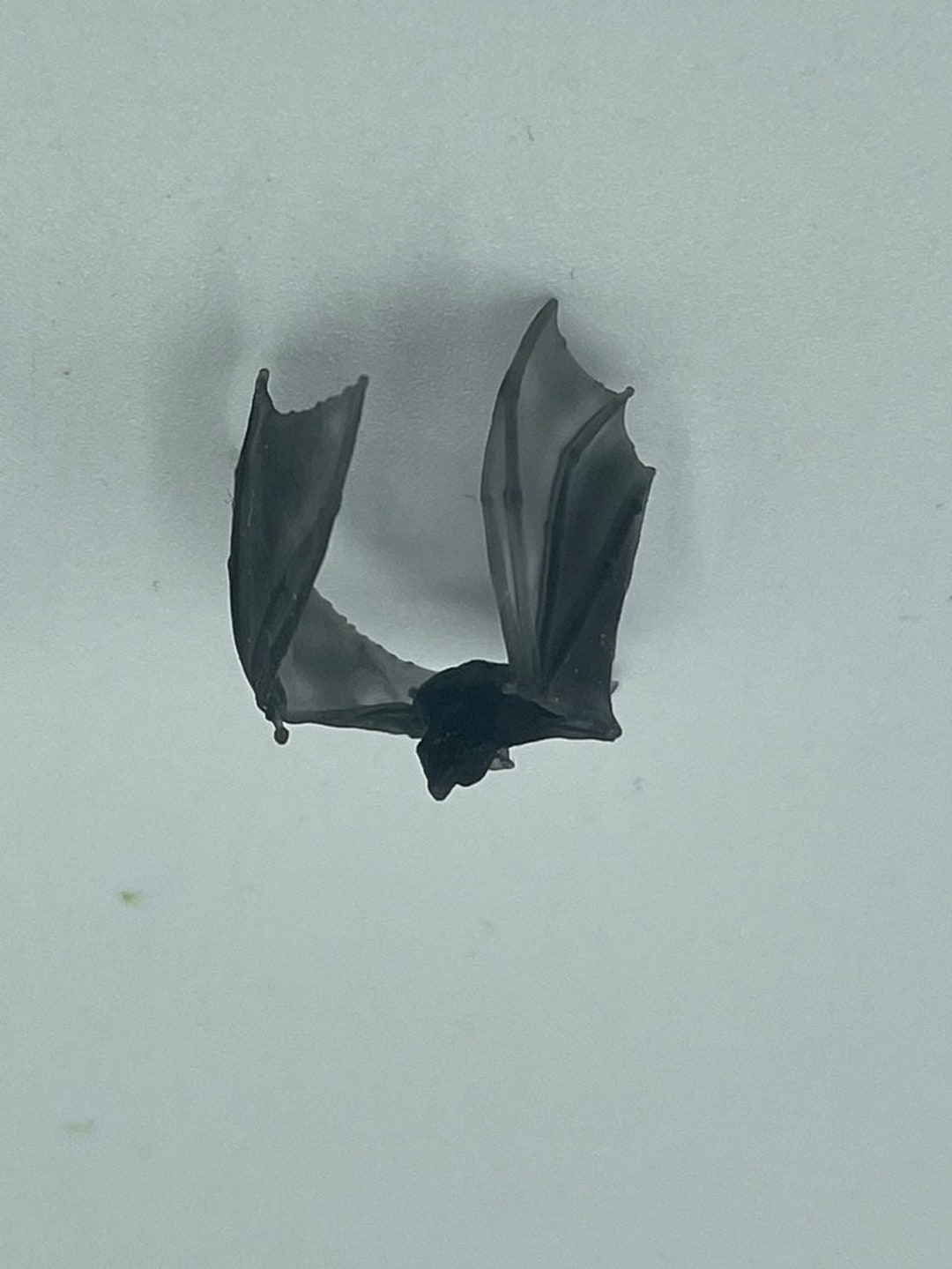Real Bat Wings Folded