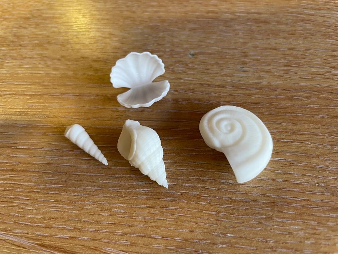 Miniature Shells - Etsy