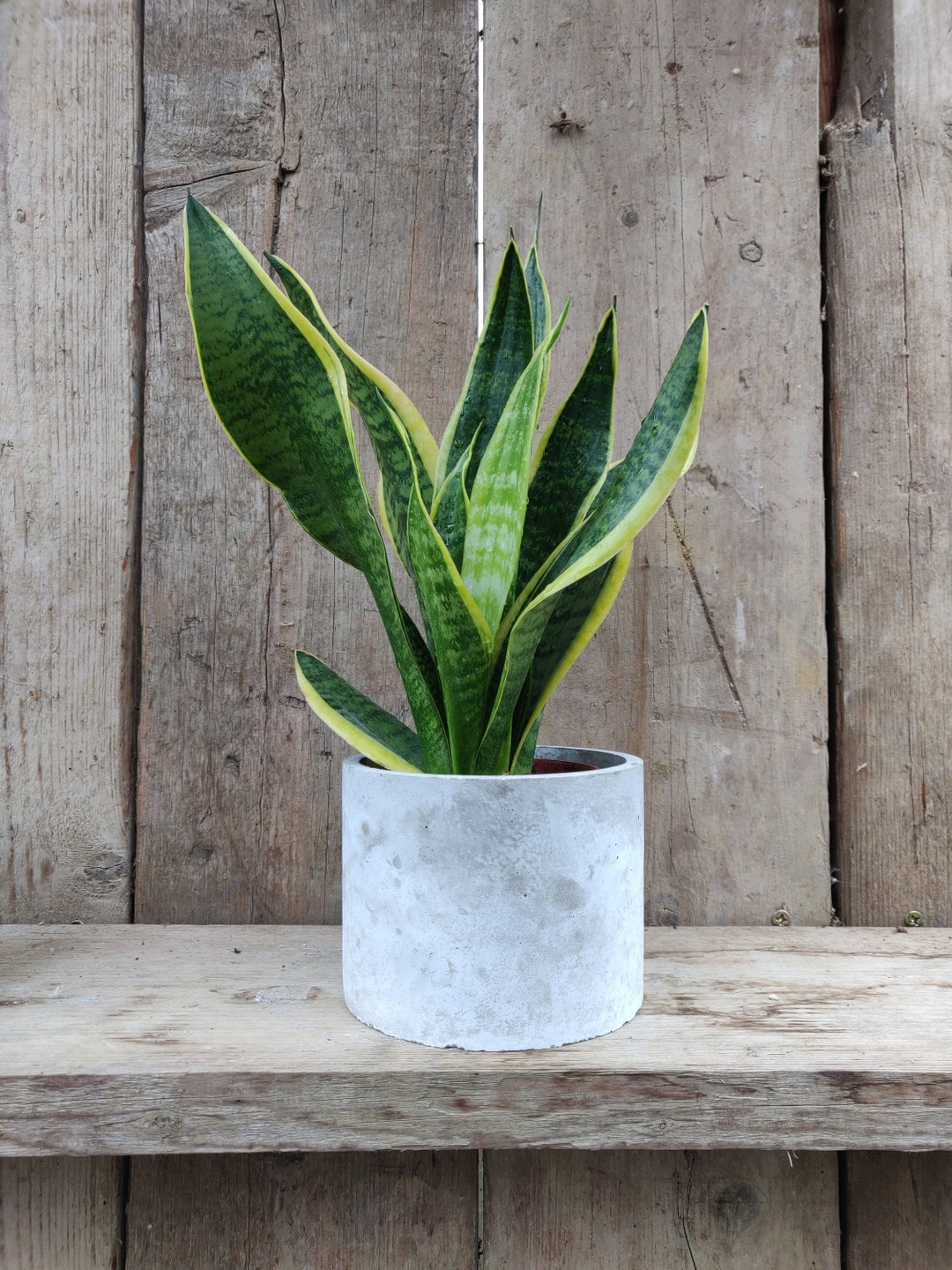 Round Concrete Plant Pot/ Handmade Plant Pot/ Minimalistic Planter ...