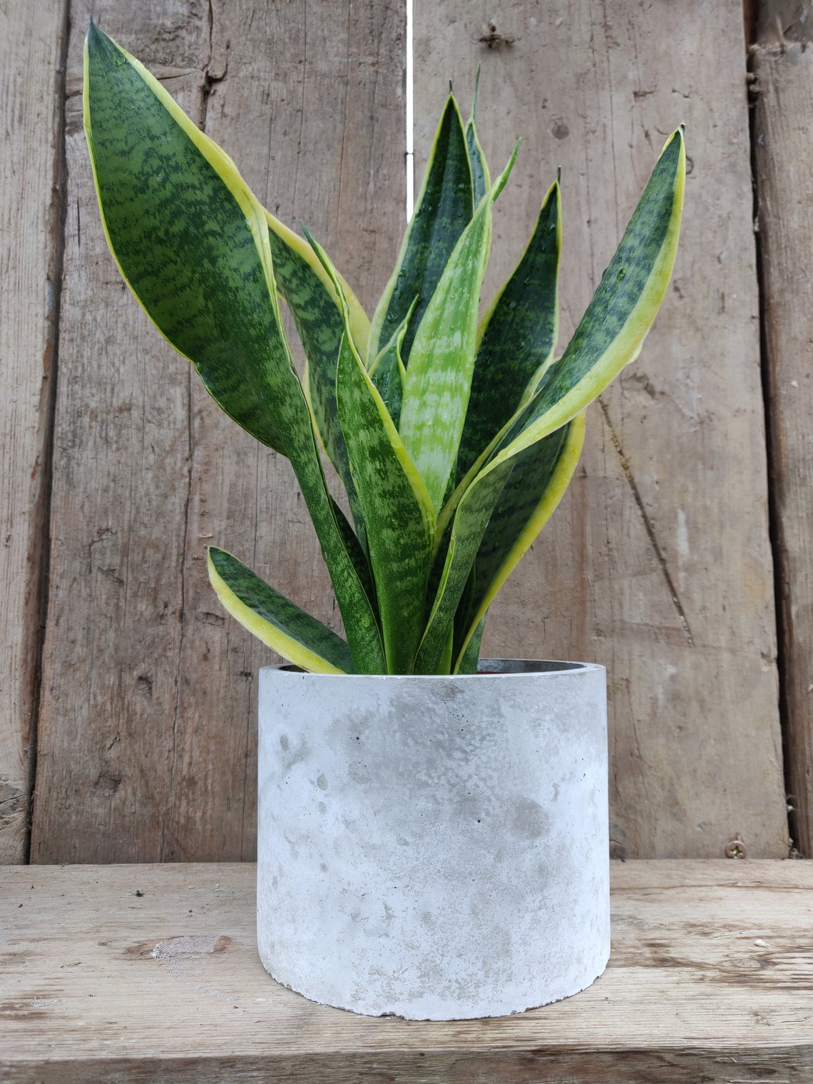 Round Concrete Plant Pot/ Handmade Plant Pot/ Minimalistic Planter ...