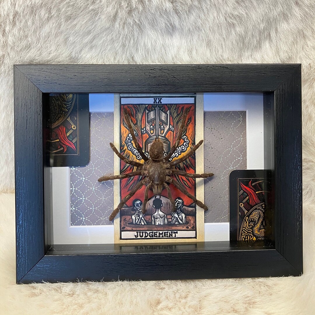 Framed Tarantula Spider Judgment Tarot Card - Etsy
