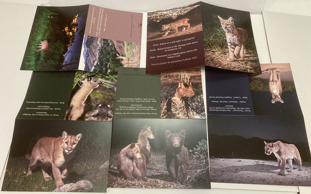 2023 Plain Greeting Cards Assorted Images - Etsy