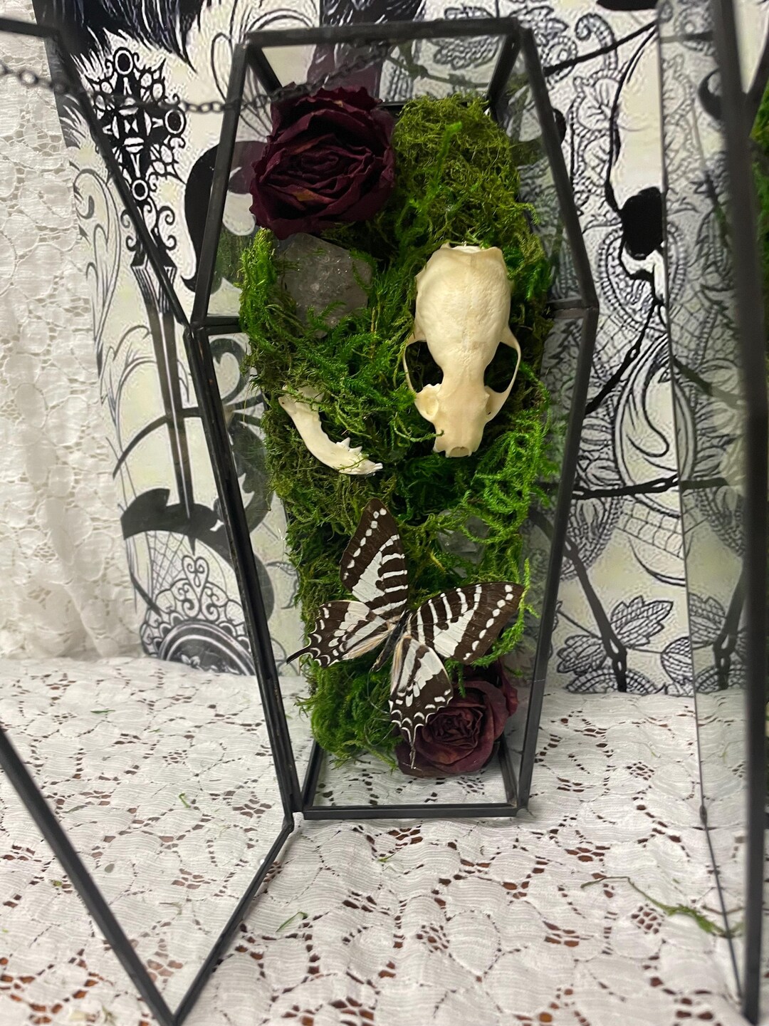 Oddity Display - Etsy