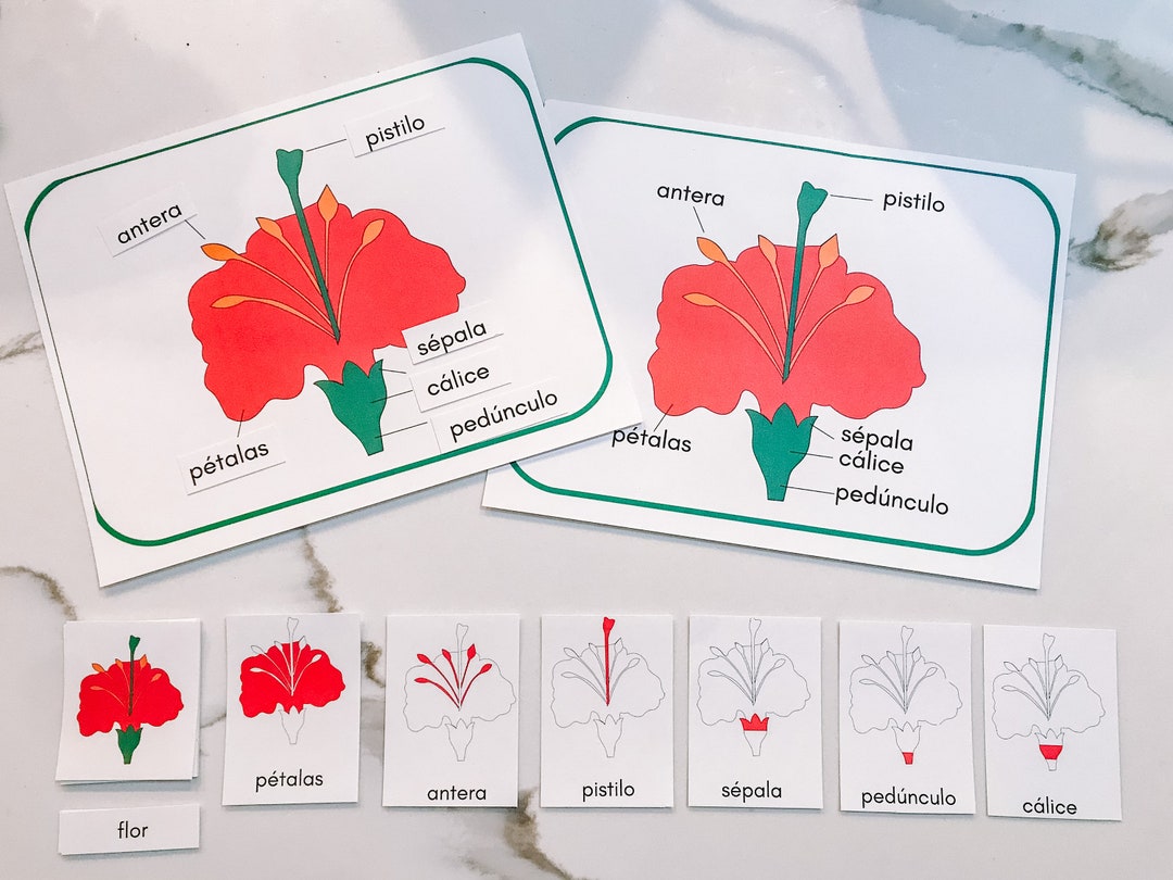 Parts of a Flower Montessori 3 Part Cards Bundle - Etsy