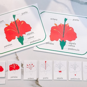 Parts of a Flower Montessori 3 Part Cards Bundle in Brazilian ...