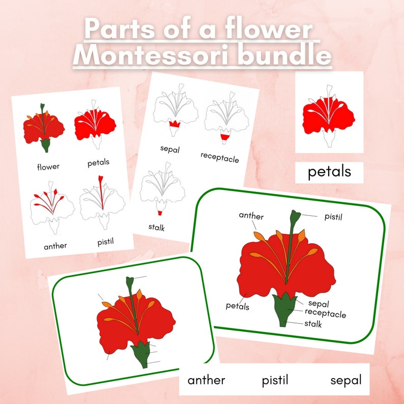 Parts of a Flower Montessori 3 Part Cards Bundle | Etsy