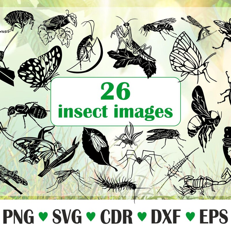 Insect Drawings - Etsy