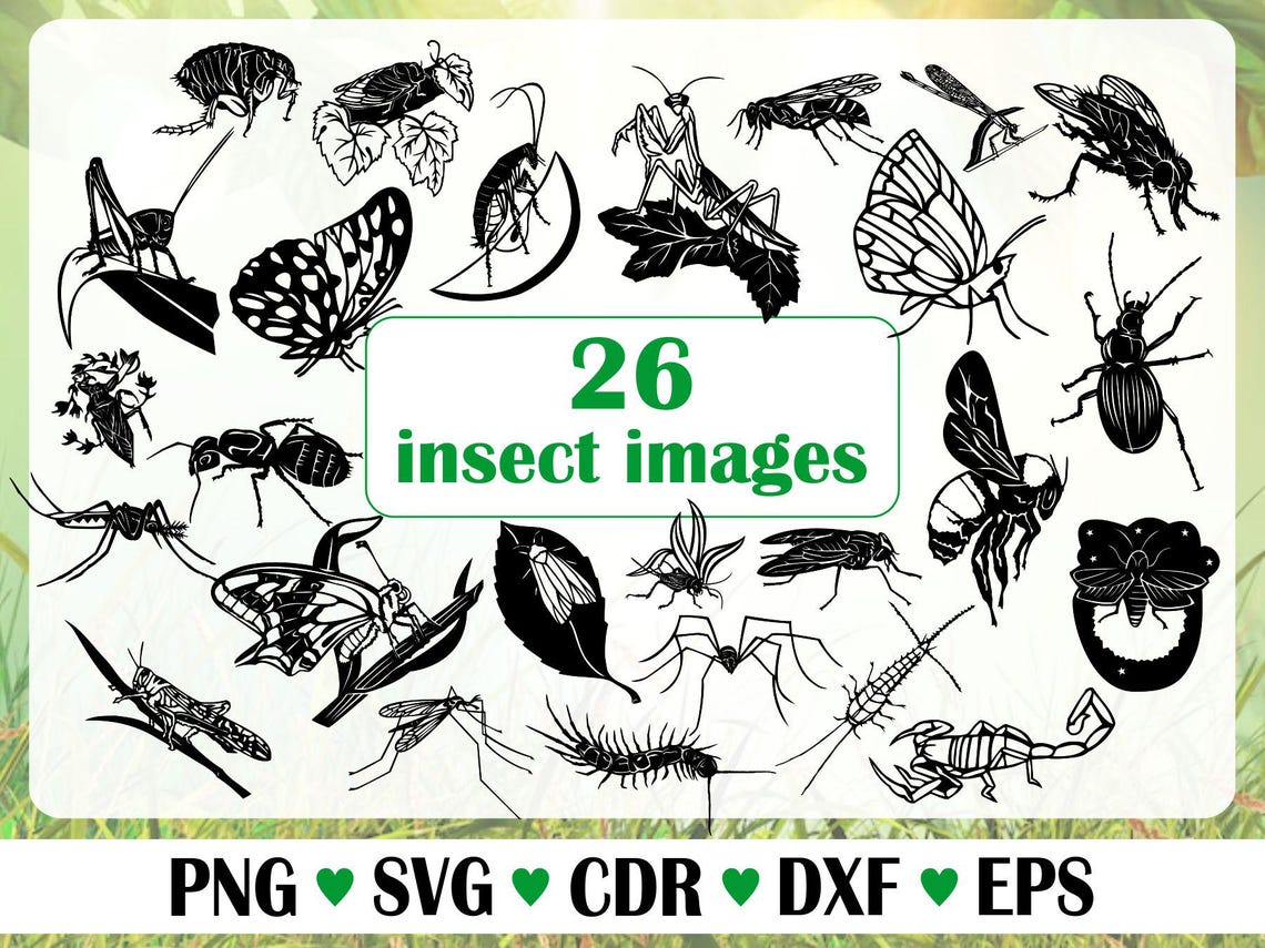 Set of Insects Silhouette, Vector Files, Insects Ornament Png, Insects ...