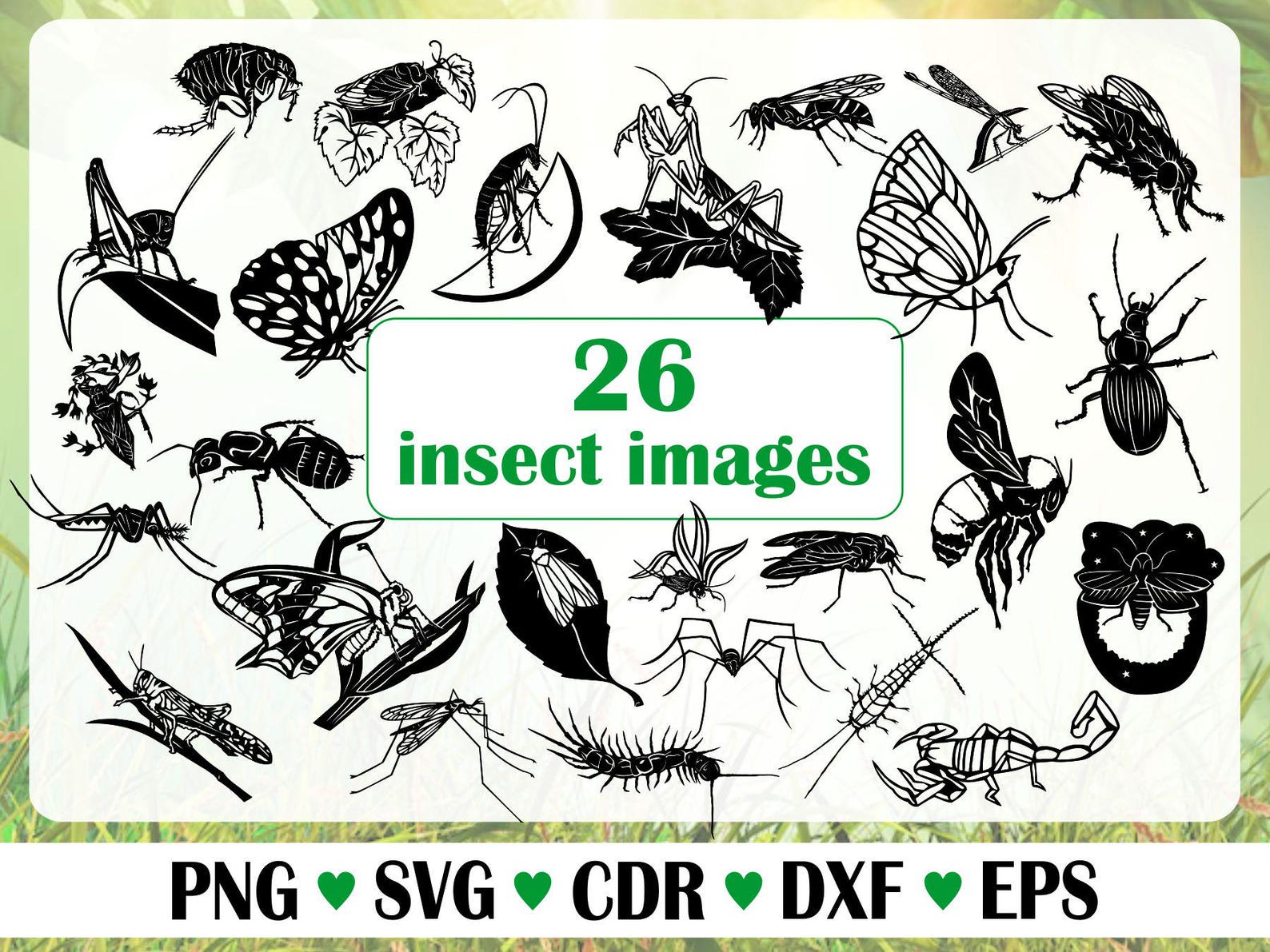 Set of Insects Silhouette, Vector Files, Insects Ornament Png, Insects ...