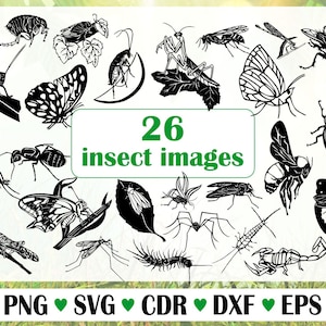 Set of Insects Silhouette, Vector Files, Insects Ornament Png, Insects ...