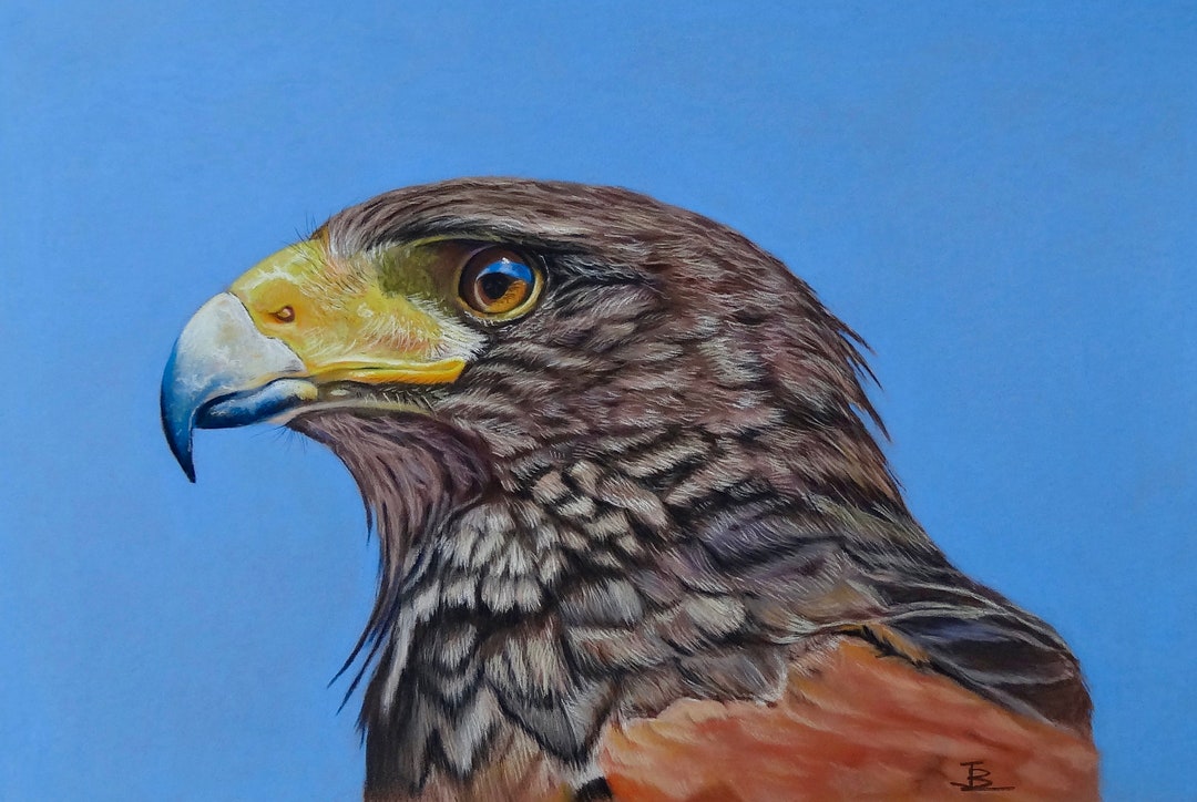 Harris Hawk Art, Harris Hawk Painting, Giclée Print From Original ...