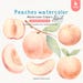 Peach Watercolor Graphics Peaches Watercolor Clipart Greenery Clipart ...