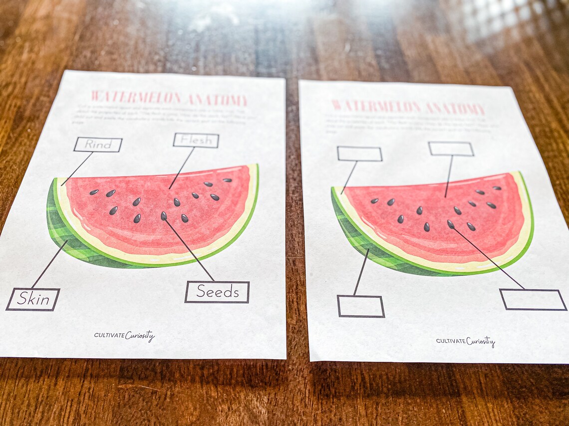 Watermelon Anatomy Worksheet Set | Homeschool Summer Printable Science ...