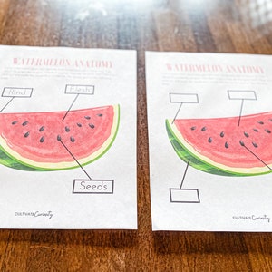 Watermelon Anatomy Worksheet Set Homeschool Summer Printable | Etsy