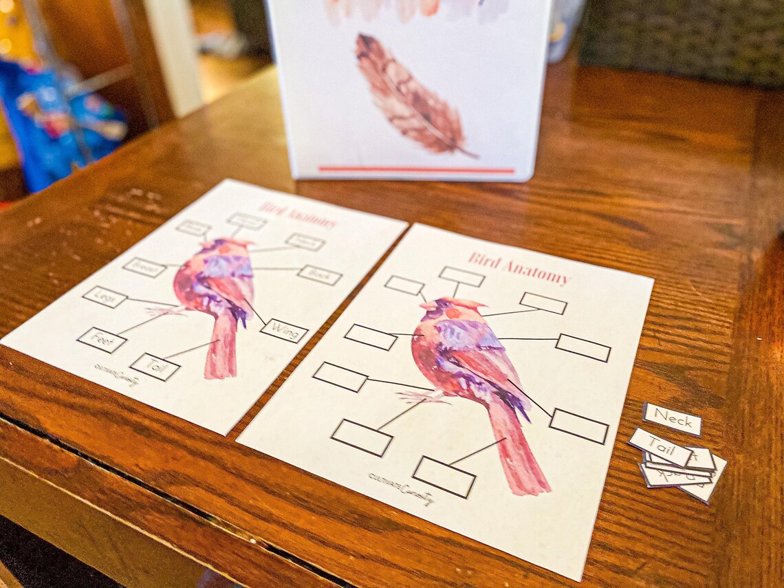 Bird Anatomy Worksheet Set Homeschool Science Study for Pre-k ...