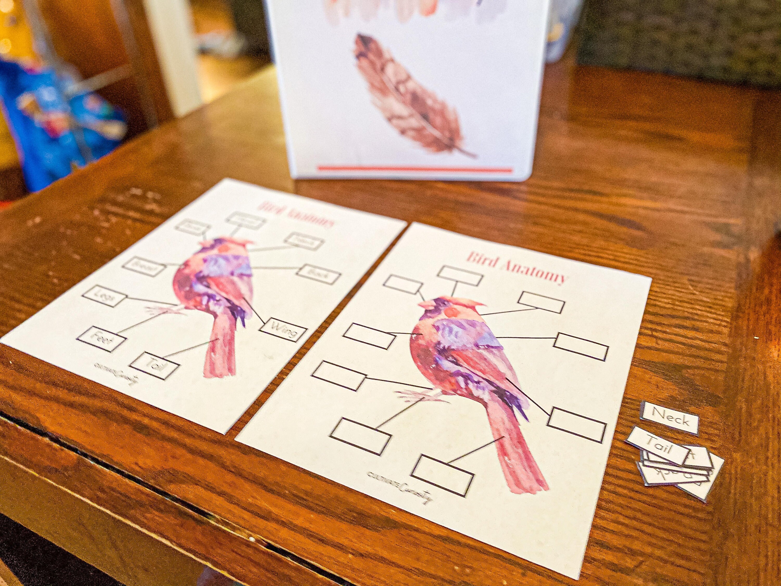 Bird Anatomy Worksheet Set Homeschool Science Study for Pre-k ...