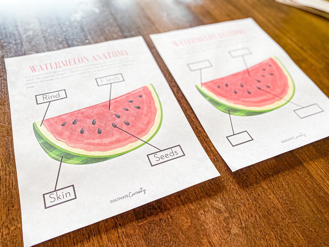 Watermelon Anatomy Worksheet Set | Homeschool Summer Printable Science ...