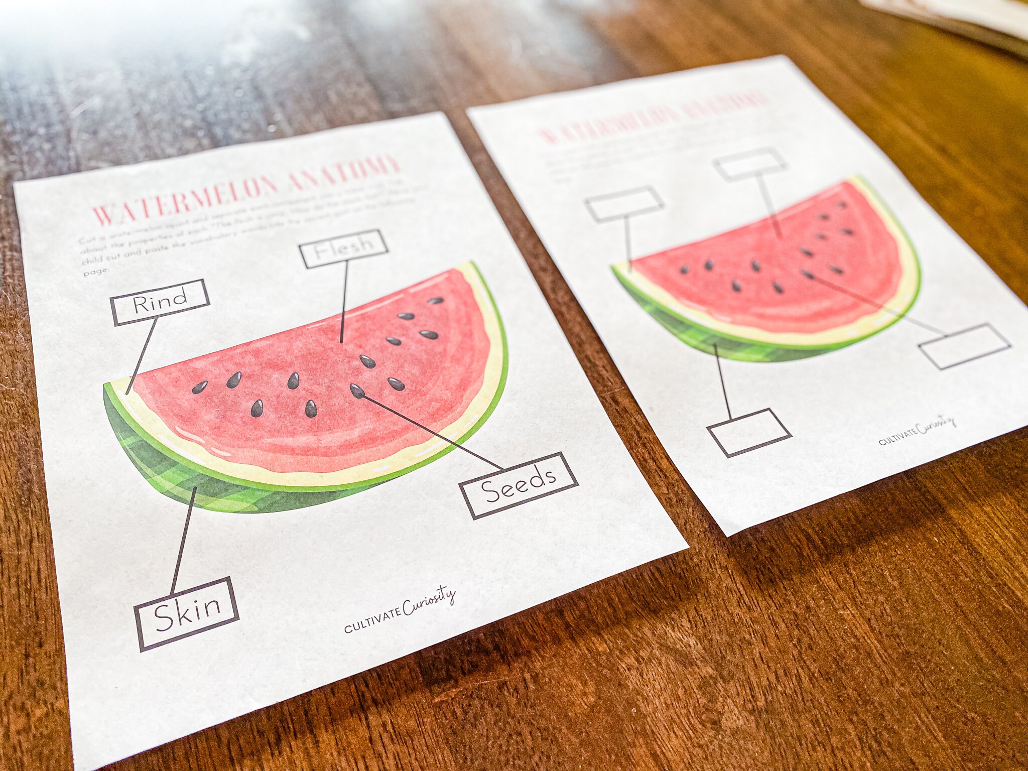 Watermelon Anatomy Worksheet Set Homeschool Summer Printable - Etsy ...