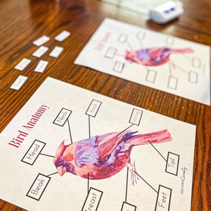 Bird Anatomy Worksheet Set Homeschool Science Study for Pre-k ...