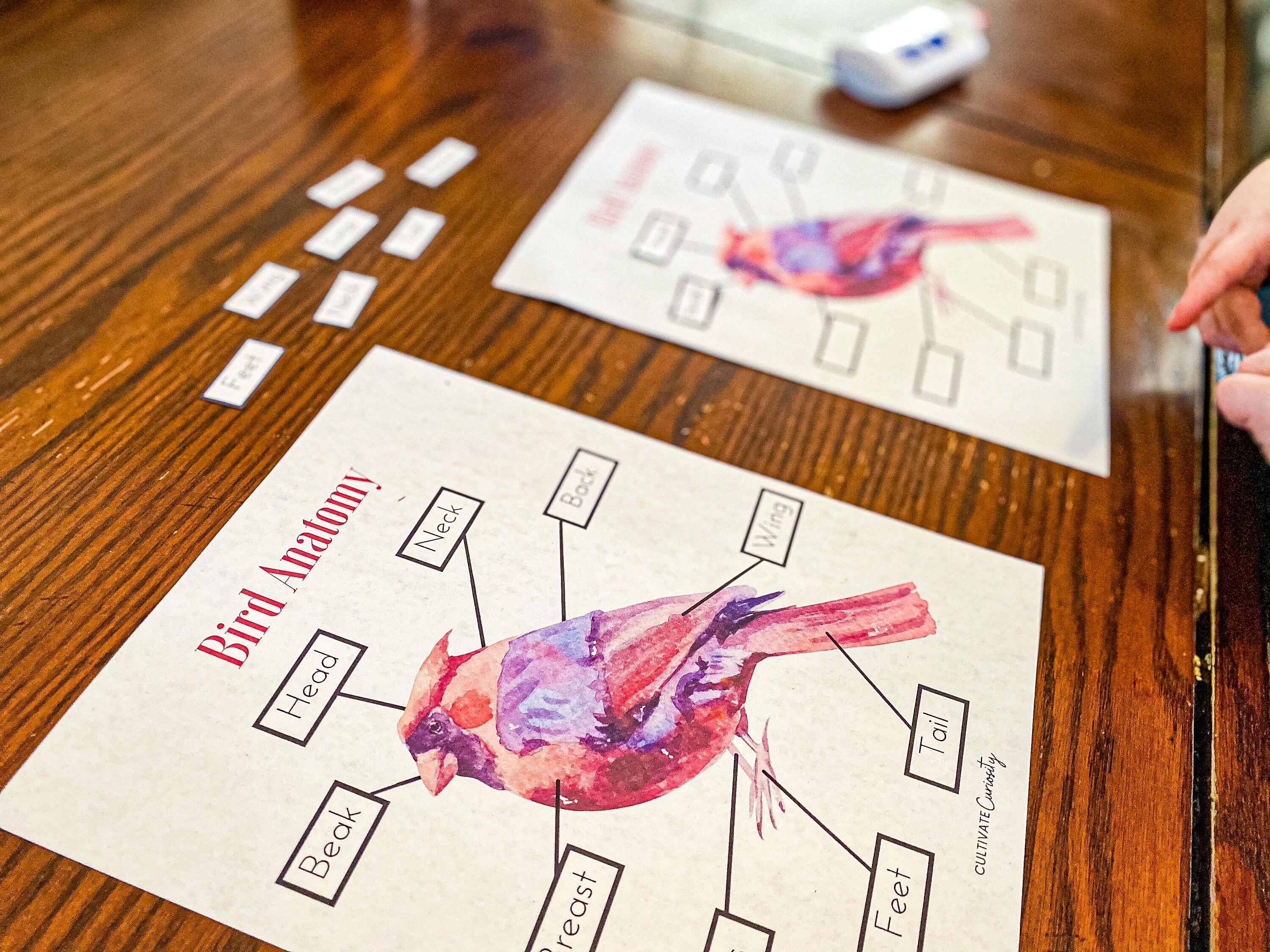 Bird Anatomy Worksheet Set Homeschool Science Study for Pre-k ...