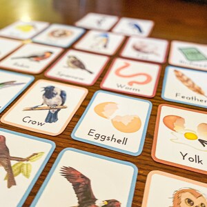 Bird Flashcards for Preschoolers | Bird Theme Pre-k Homeschool Unit ...