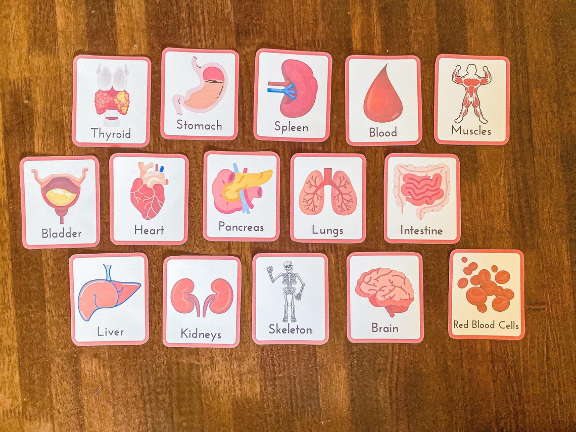 Human Body Flashcards Printable Homeschool Preschool Kindergarten ...