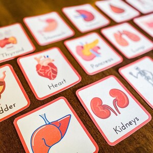 Human Body Flashcards | Printable Homeschool Preschool Kindergarten ...
