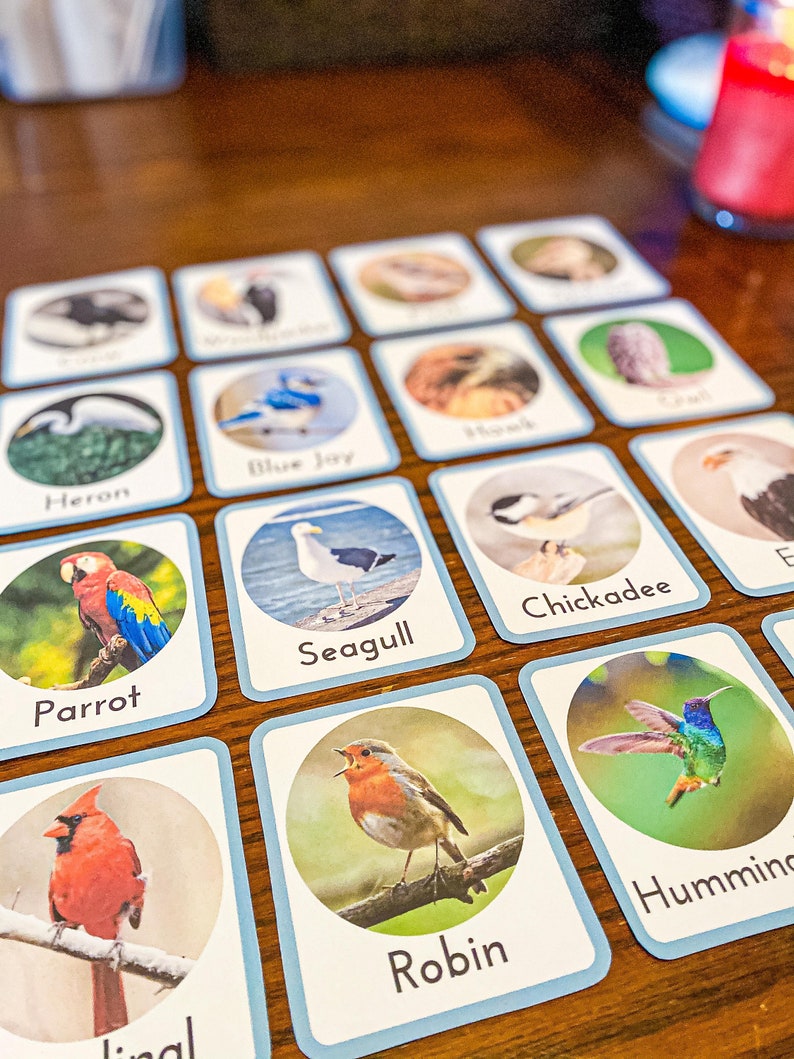 Realistic Montessori Bird Flashcards for Toddlers and | Etsy