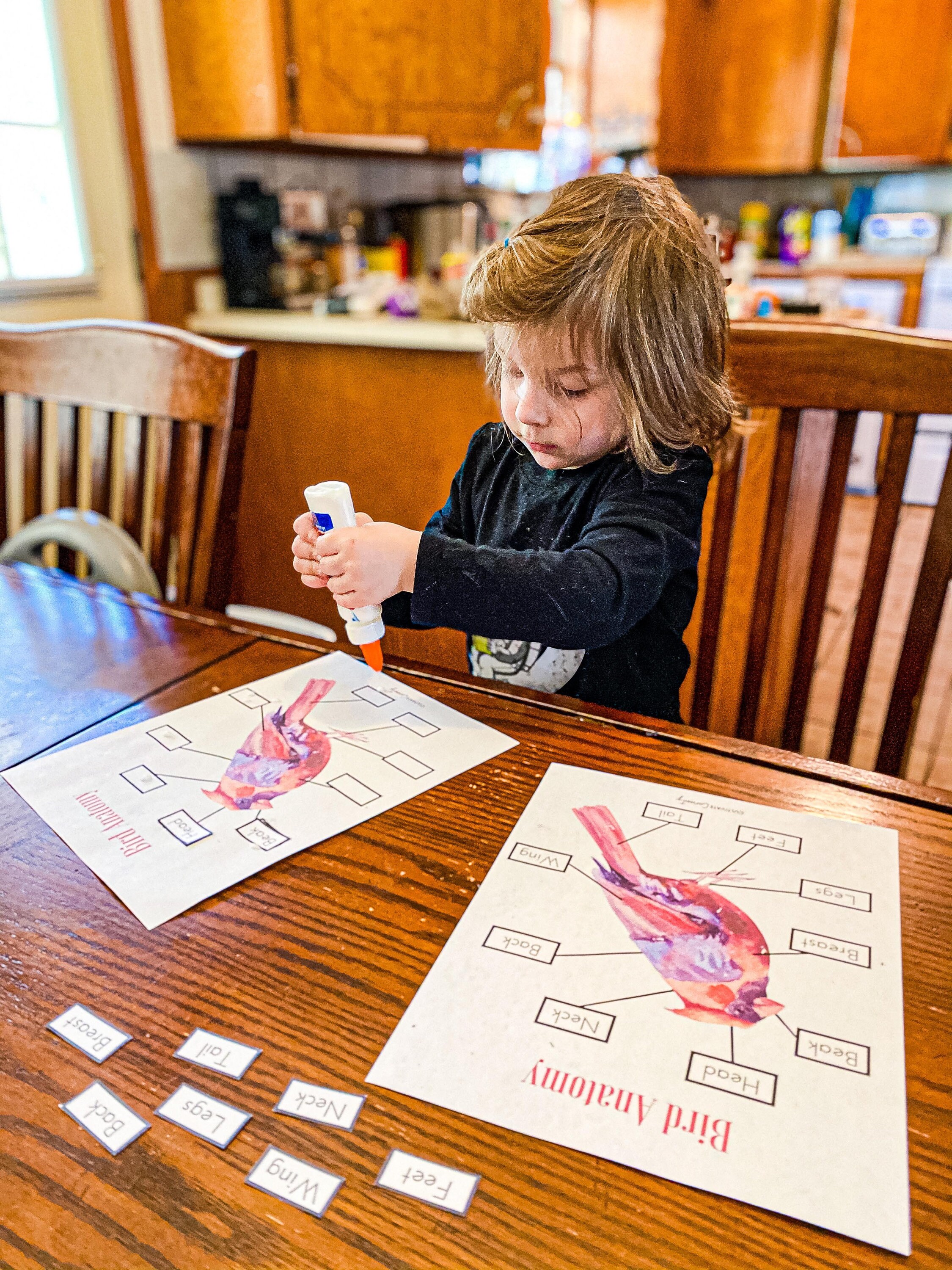 Bird Anatomy Worksheet Set Homeschool Science Study for Pre-k ...