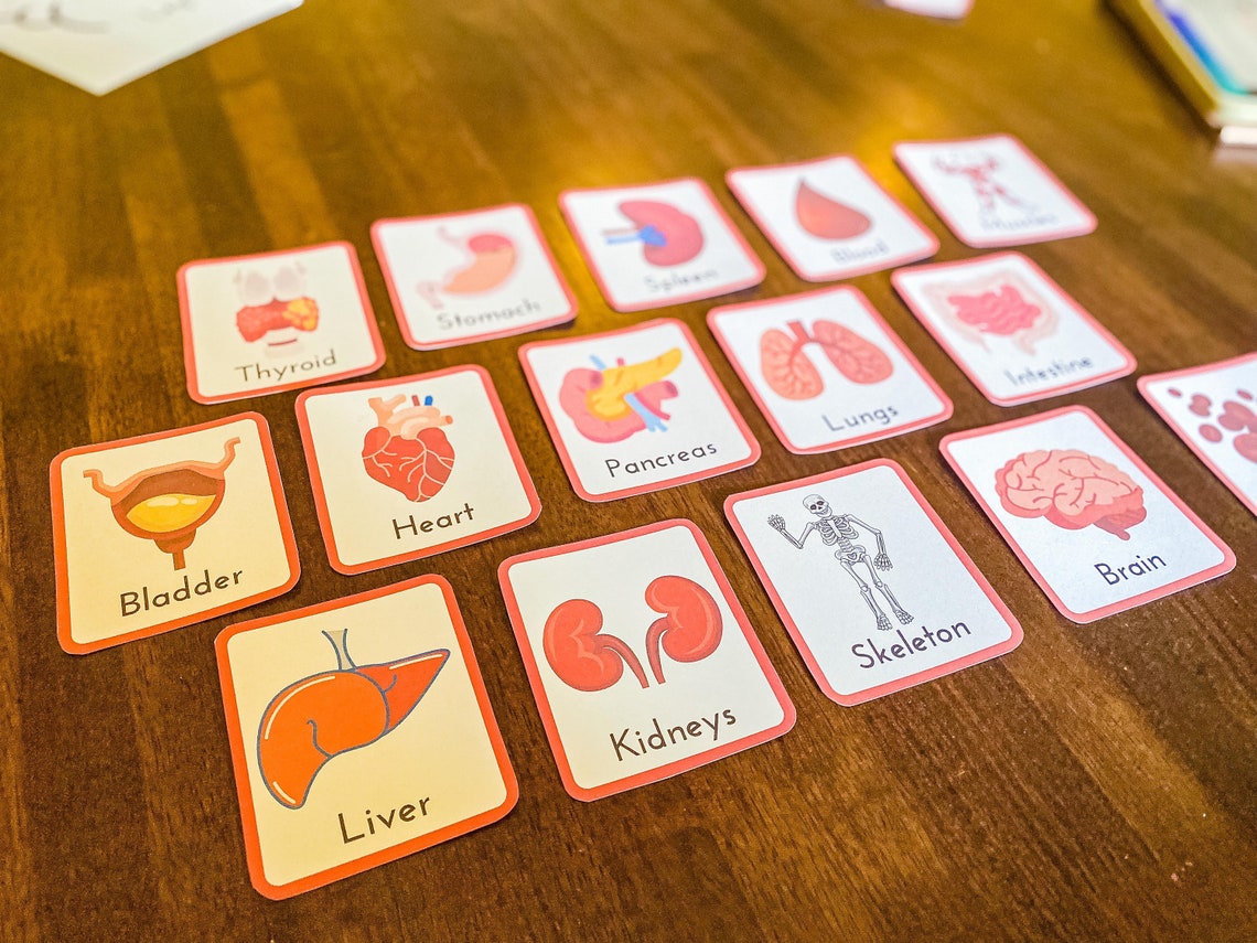 Human Body Flashcards Printable Homeschool Preschool Kindergarten ...
