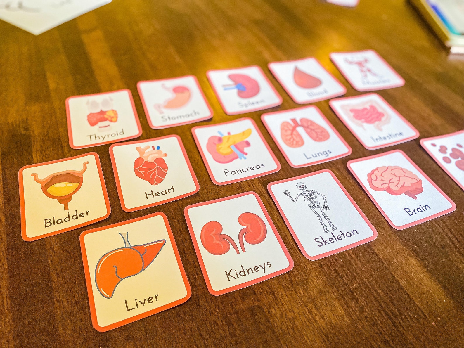 Human Body Flashcards Printable Homeschool Preschool Kindergarten ...