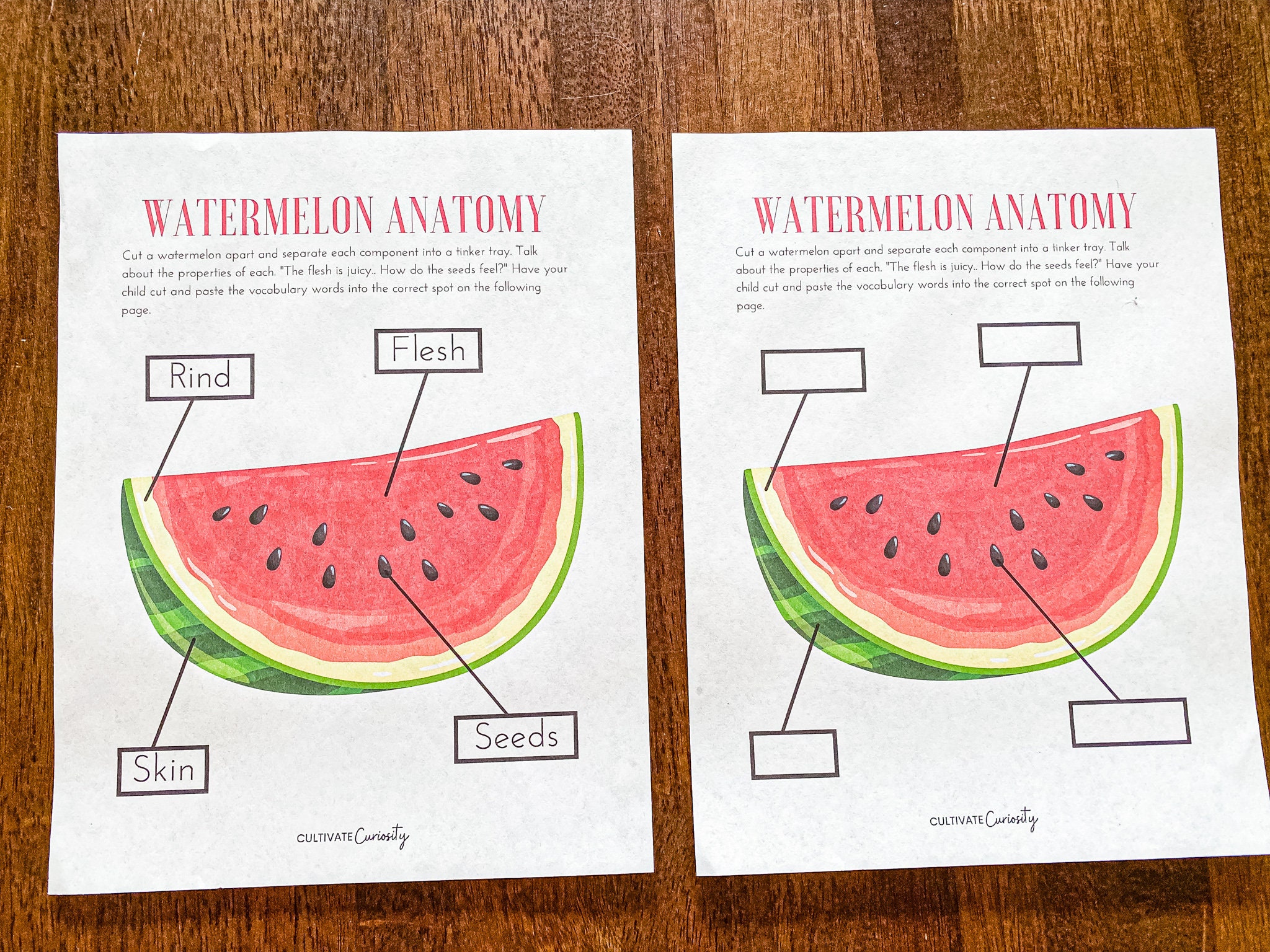 Watermelon Anatomy Worksheet Set | Homeschool Summer Printable Science ...