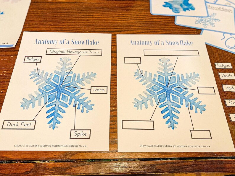 Anatomy of a Snowflake | Mini Snowflake Winter Homeschool Study for Pre ...