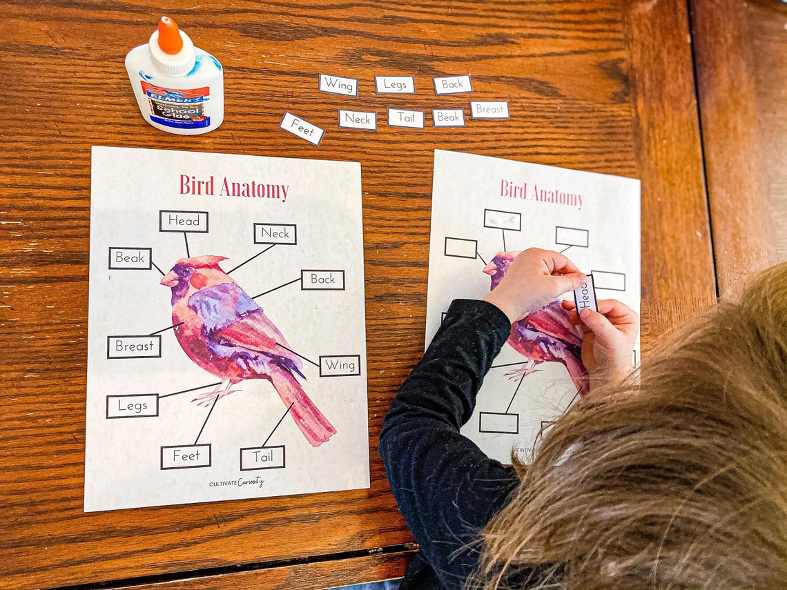 Bird Anatomy Worksheet Set Homeschool Science Study for Pre-k ...