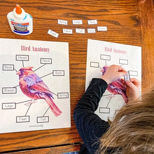 Bird Anatomy Worksheet Set Homeschool Science Study for Pre-k ...