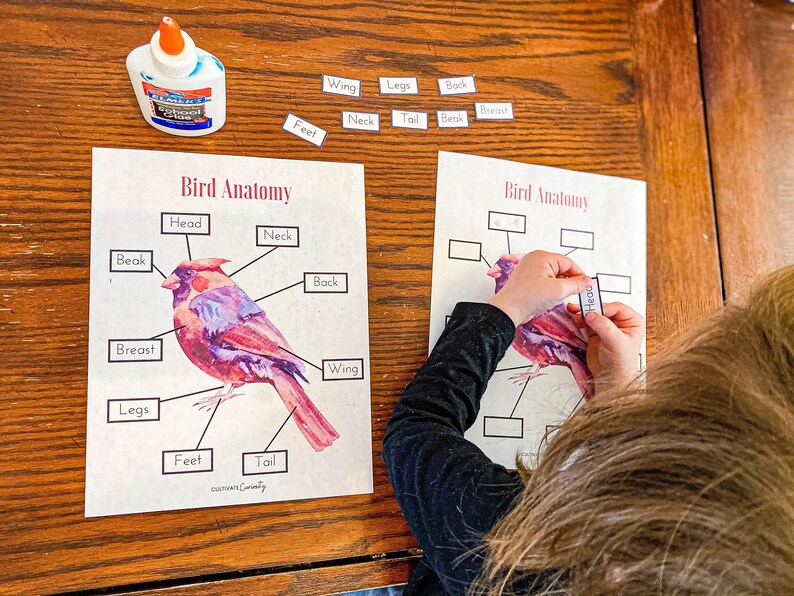 Bird Anatomy Worksheet Set Homeschool Science Study for Pre-k ...