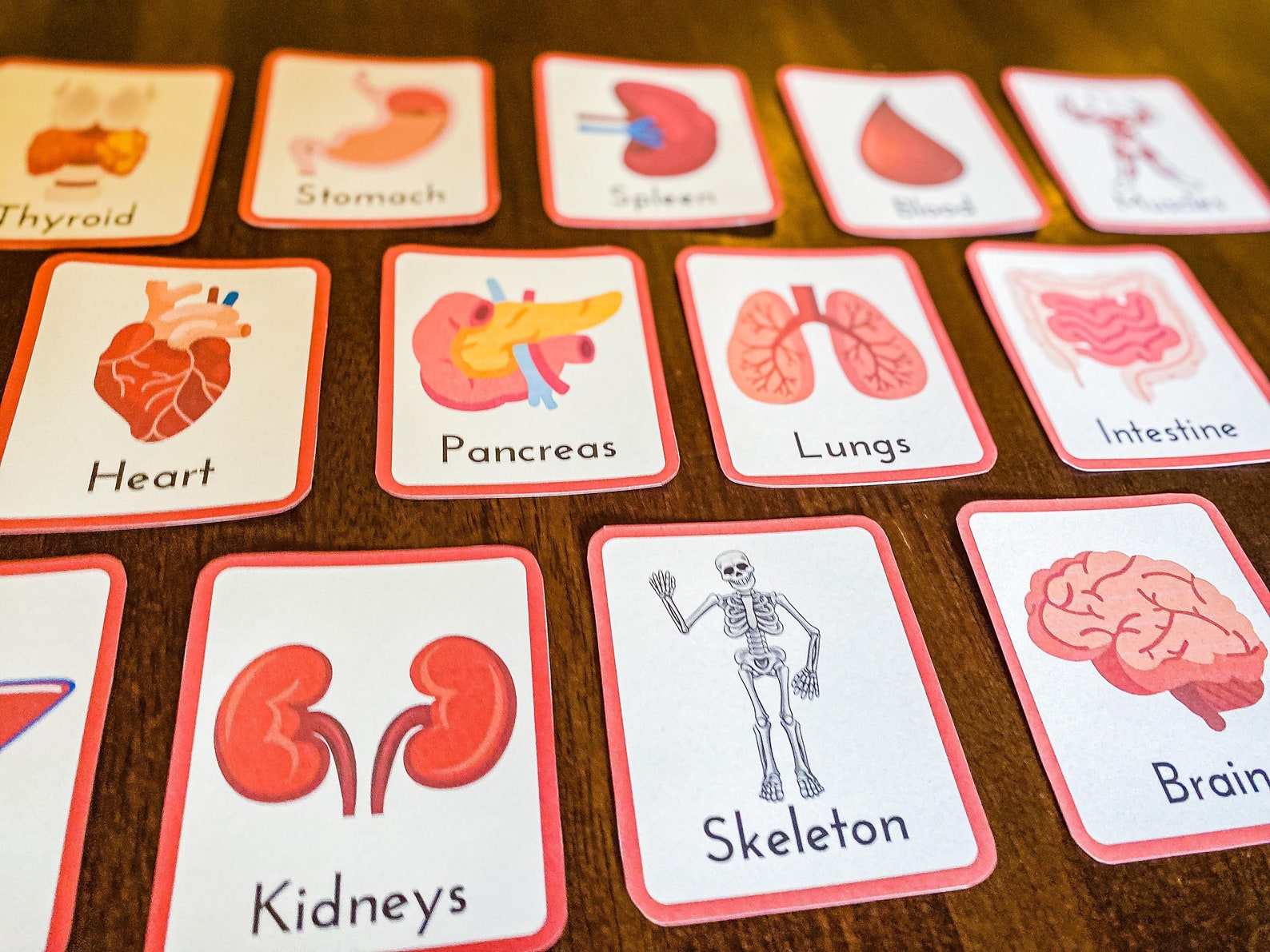 Human Body Flashcards Printable Homeschool Preschool Kindergarten ...