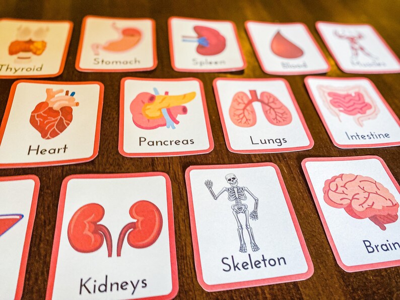 Human Body Flashcards Printable Homeschool Preschool Kindergarten ...
