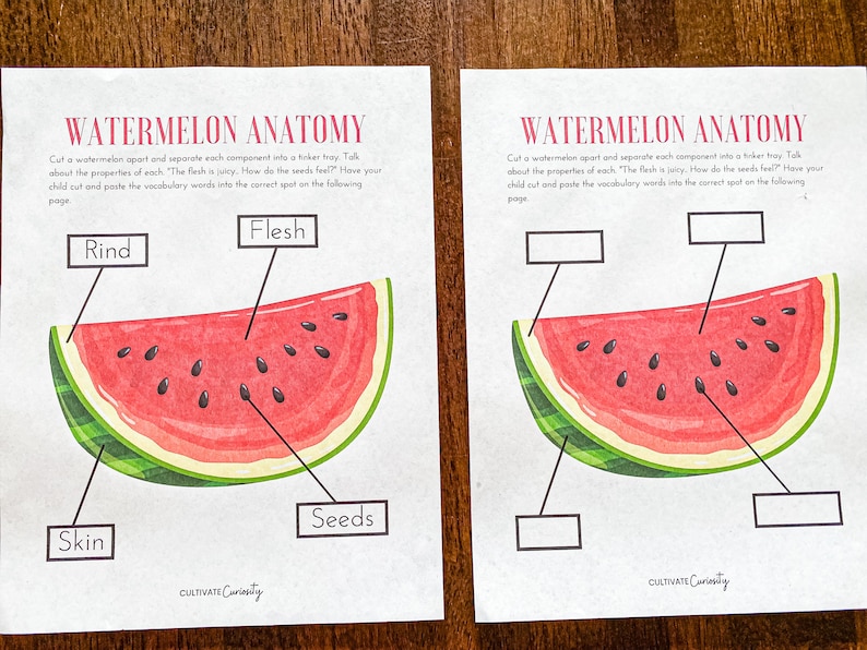 Watermelon Anatomy Worksheet Set Homeschool Summer Printable - Etsy ...