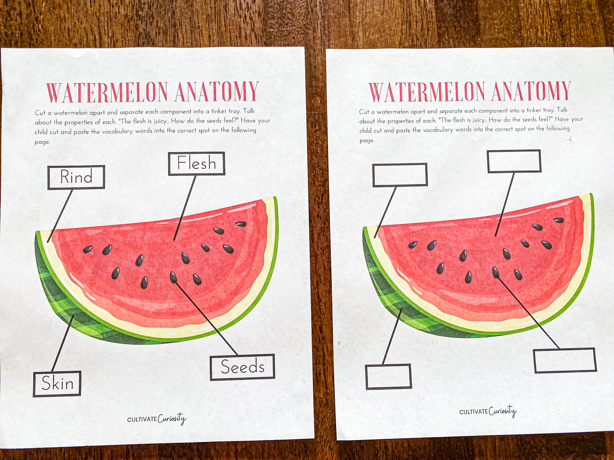 Watermelon Anatomy Worksheet Set Homeschool Summer Printable - Etsy España