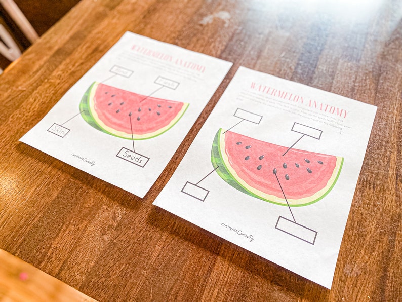 Watermelon Anatomy Worksheet Set Homeschool Summer Printable - Etsy ...
