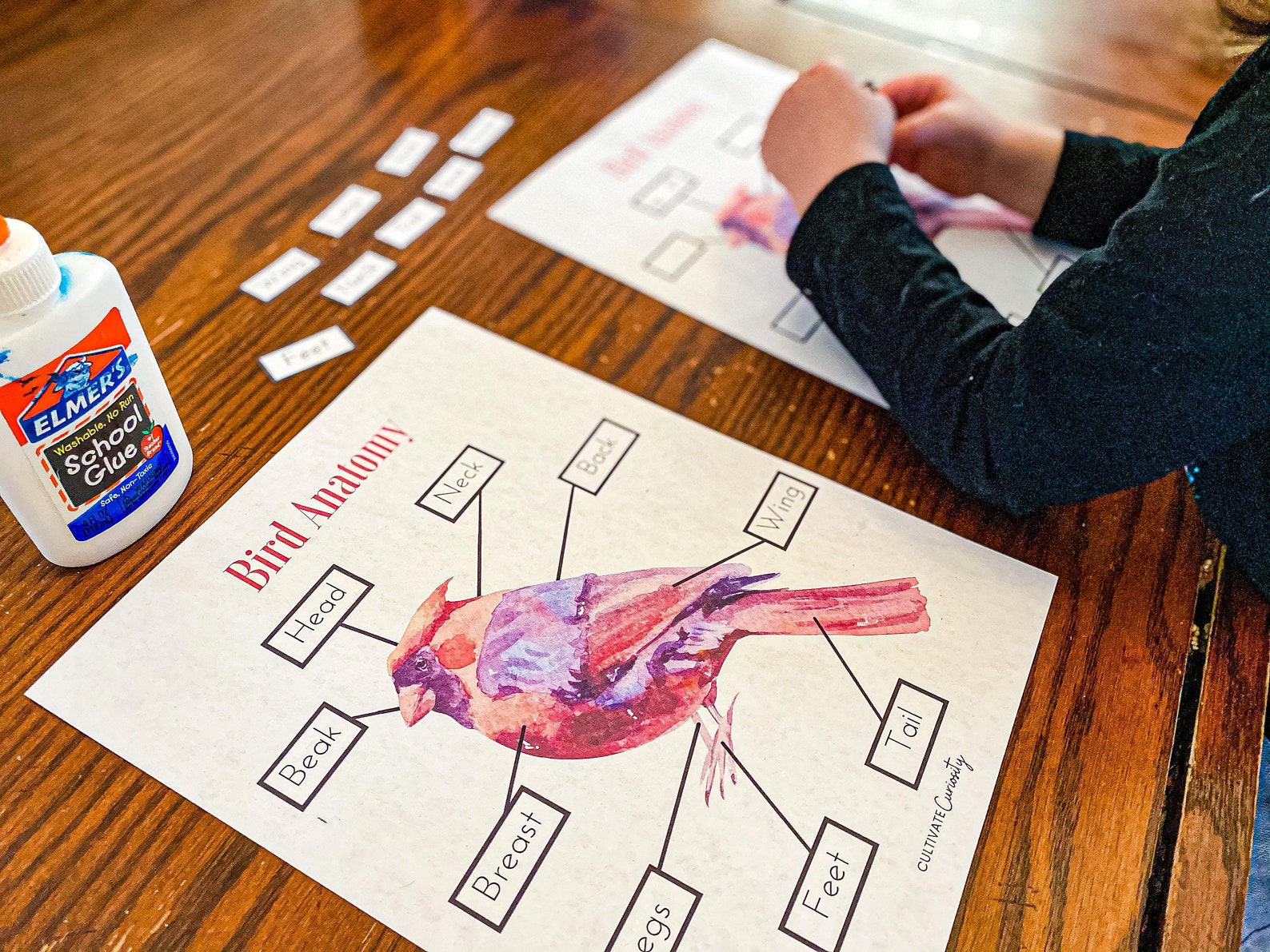 Bird Anatomy Worksheet Set Homeschool Science Study for Pre-k ...